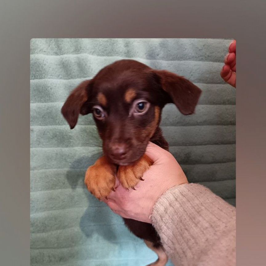 Маленькая инопланетянка ищет семью