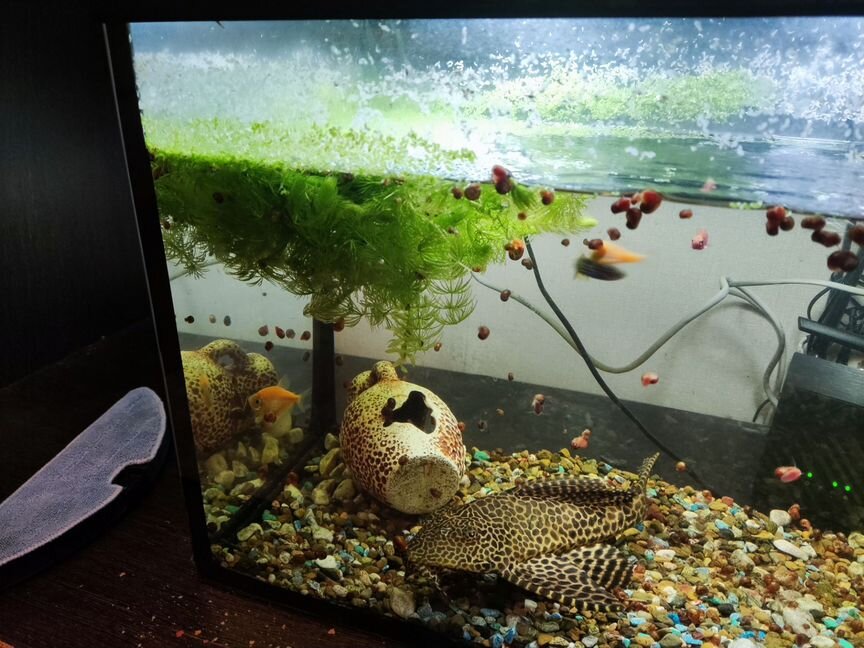 Улитки ампулярии