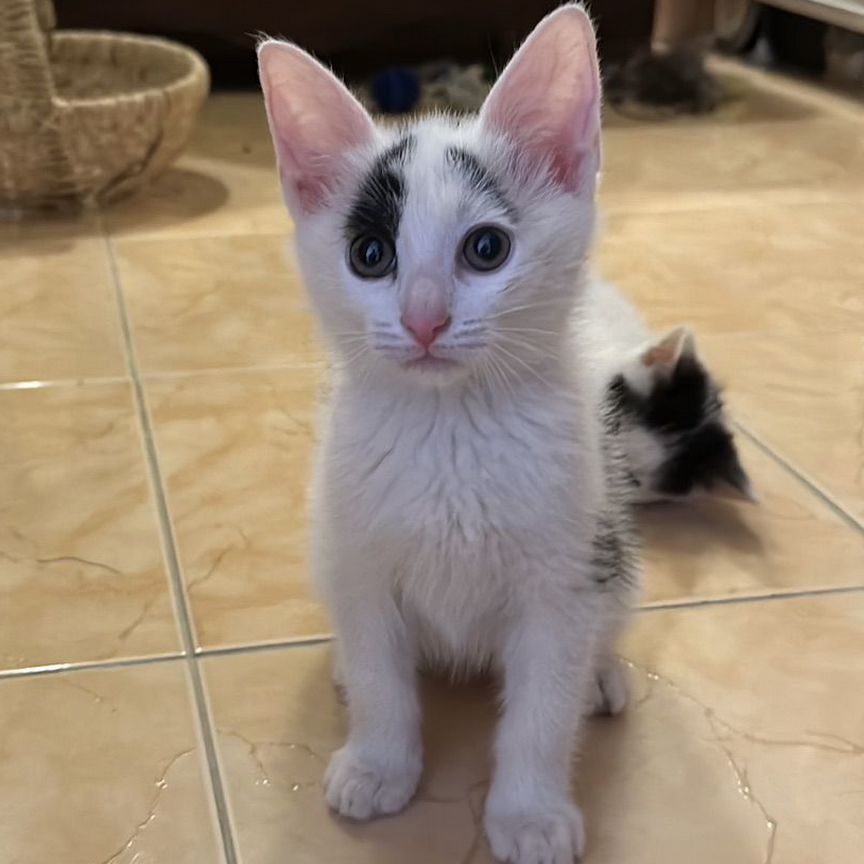 Котята, мальчики, 2 месяца