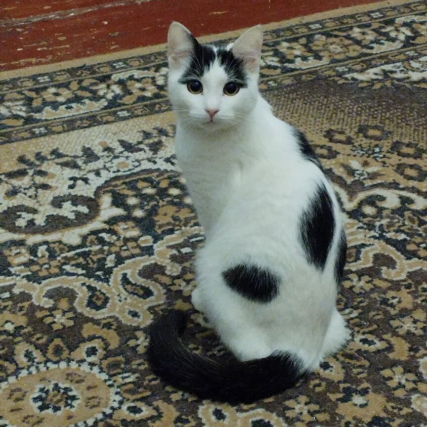 Отдам кошку домашнюю