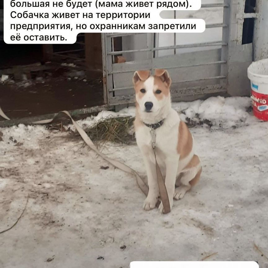 Девочка 6 мес