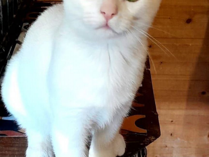 Белый котенок в добые руки