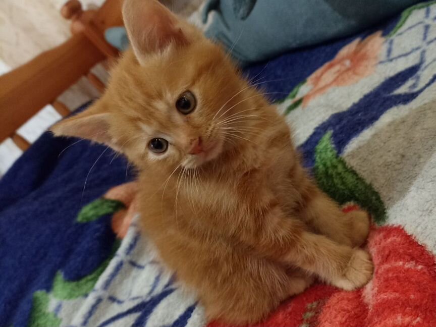 Малыши котята ищут дом отдаю