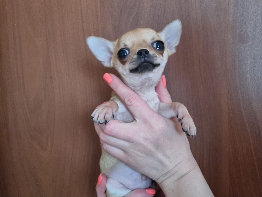 Чихуахуа щенки