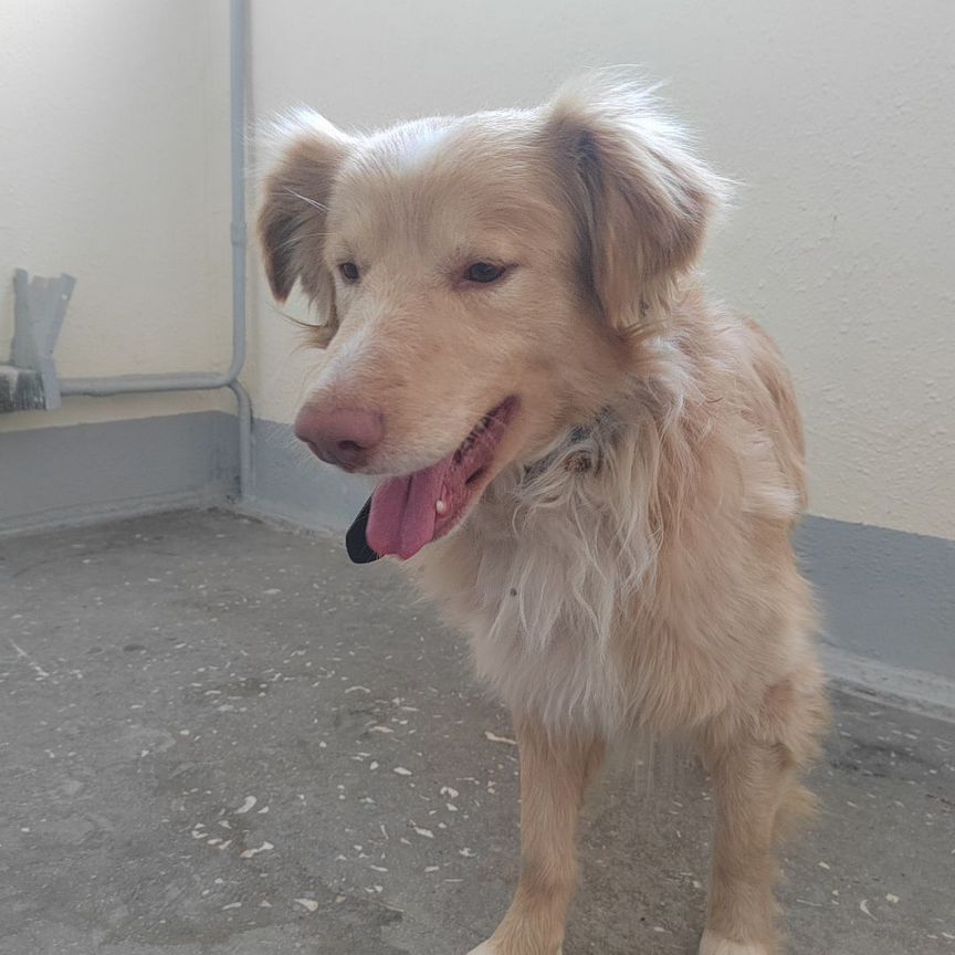 Найдена собака