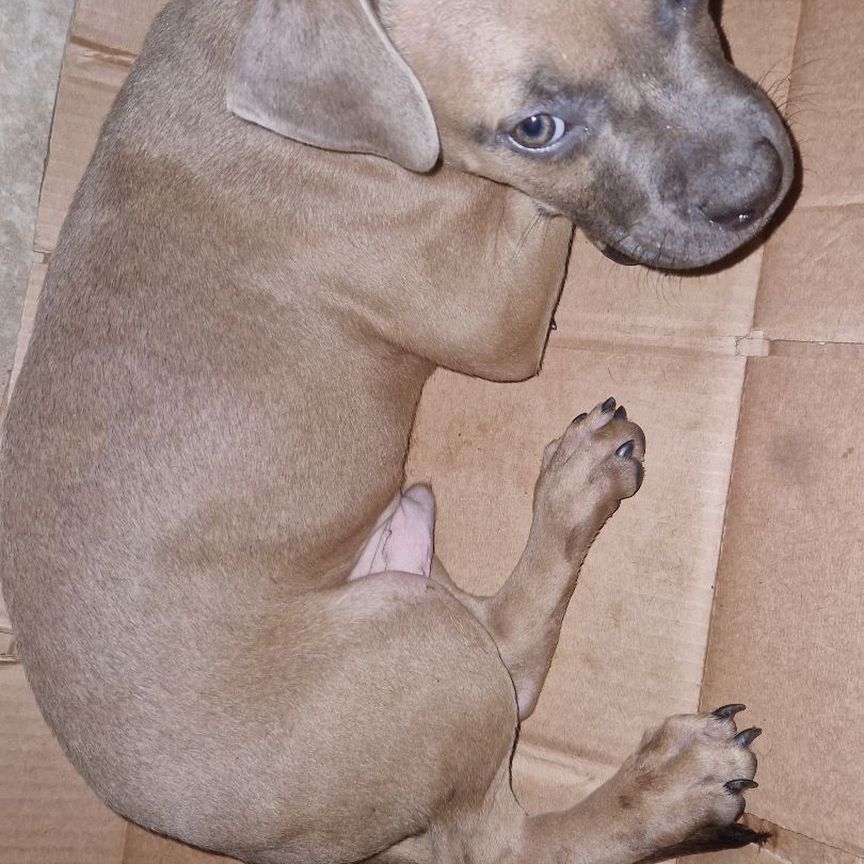 Американский булли покет щенки