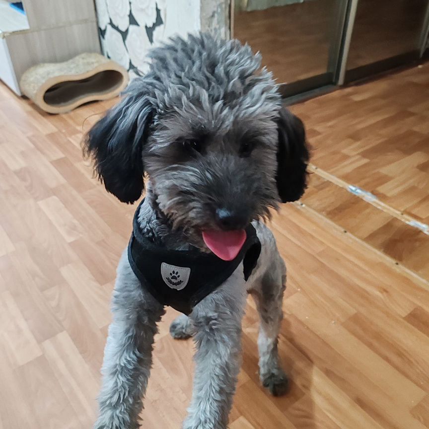 Собака в добрые руки отдам бесплатно