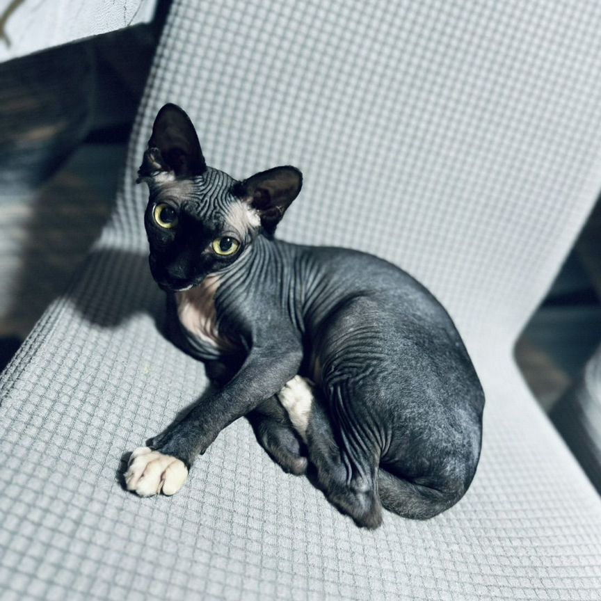 Канадский сфинкс