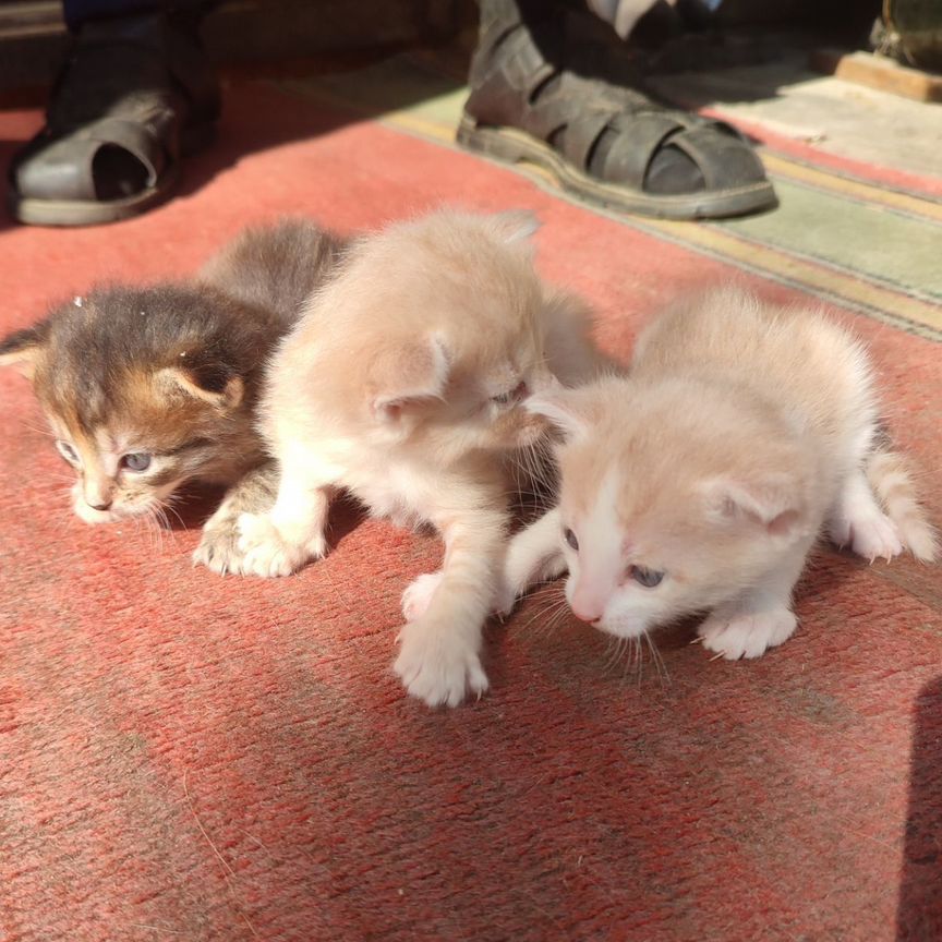 Котята в добрые руки бесплатно