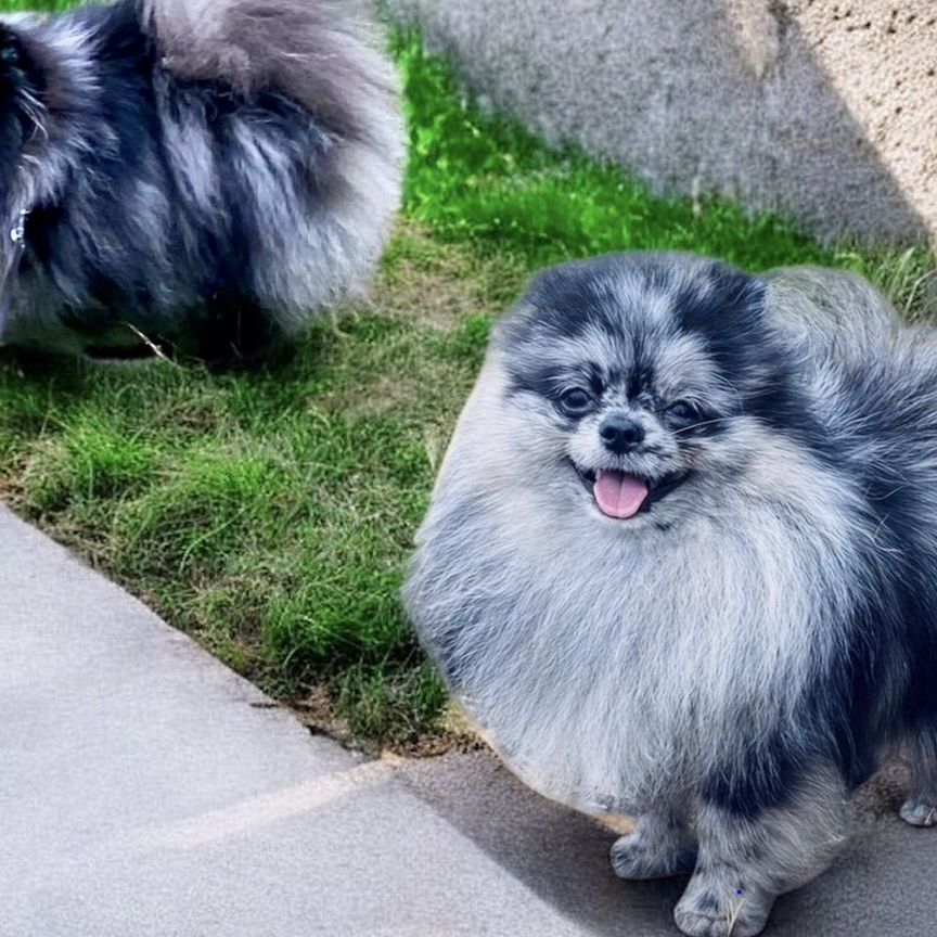 Померанский шпиц, вязка