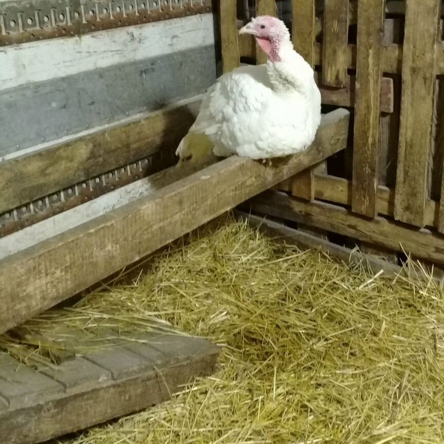 Индюки домашние