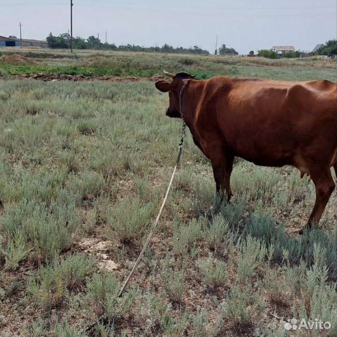 Корова высокоудойная