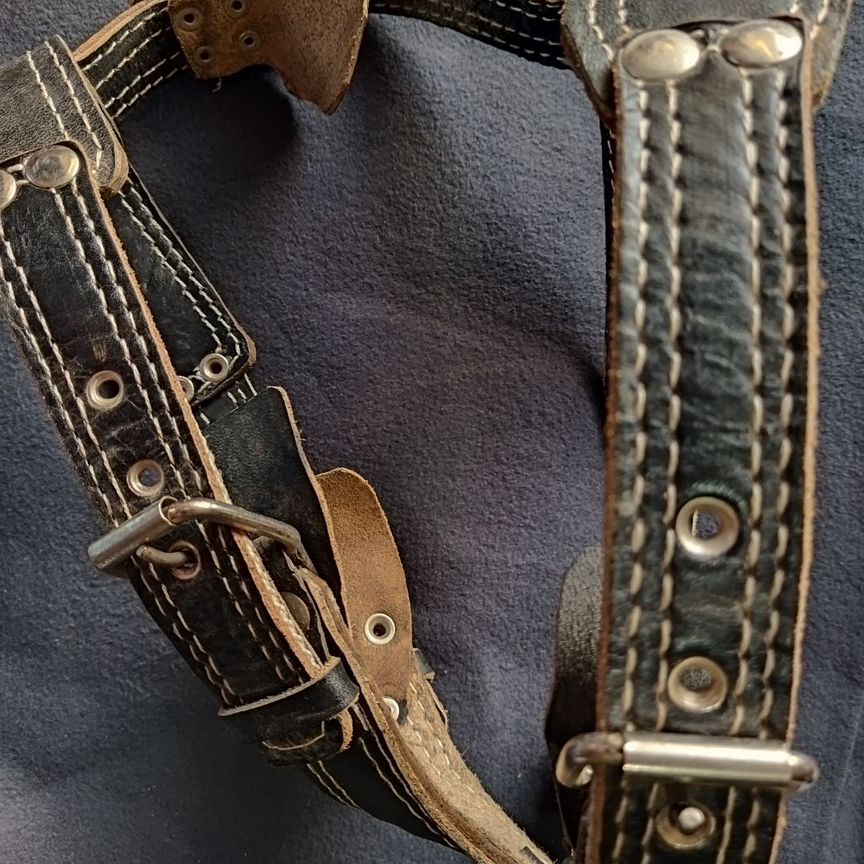 Шлея для крупных собак