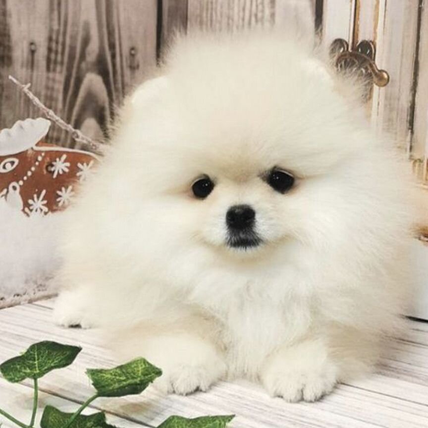 Померанский шпиц, щенок