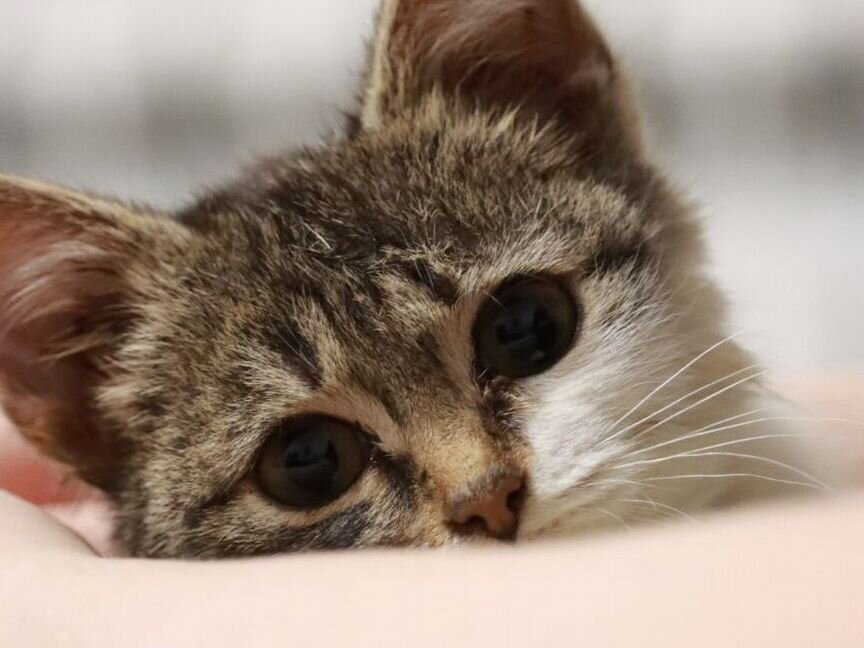 Котенок в добрые руки