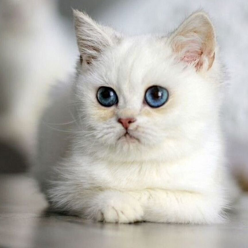 Британский серебристый пойнт котик