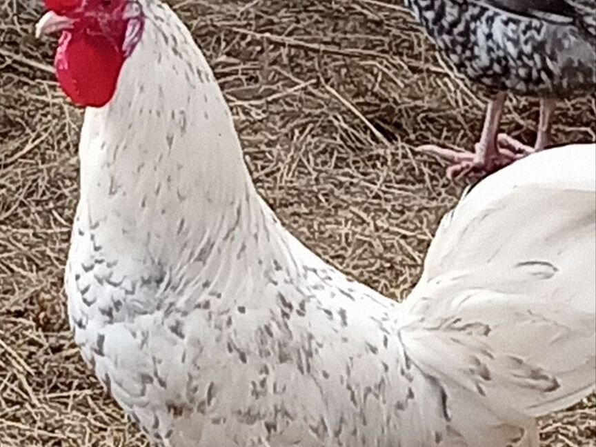 Пушкинская порода, белифельдер