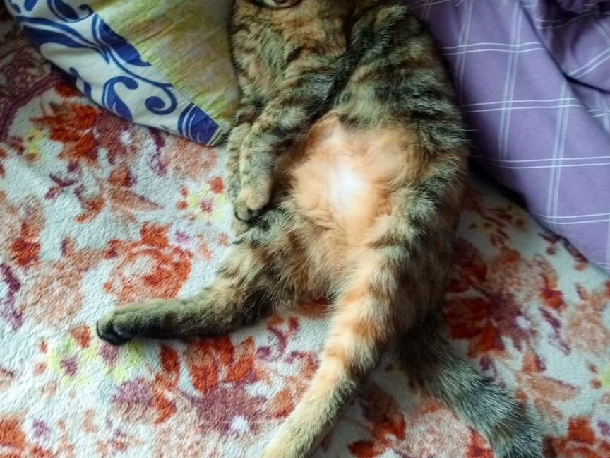 Кошки в добрые руки бесплатно