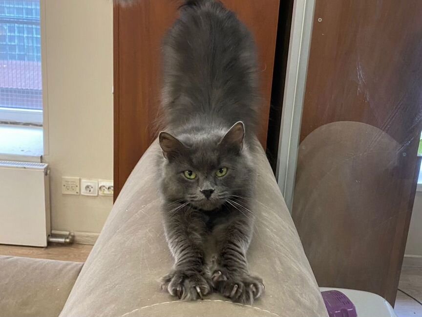 Не надеется