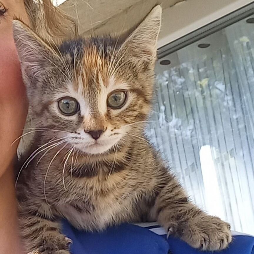 В добрые руки