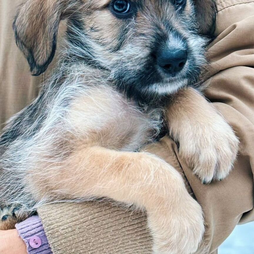 Щенок в добрые руки бесплатно