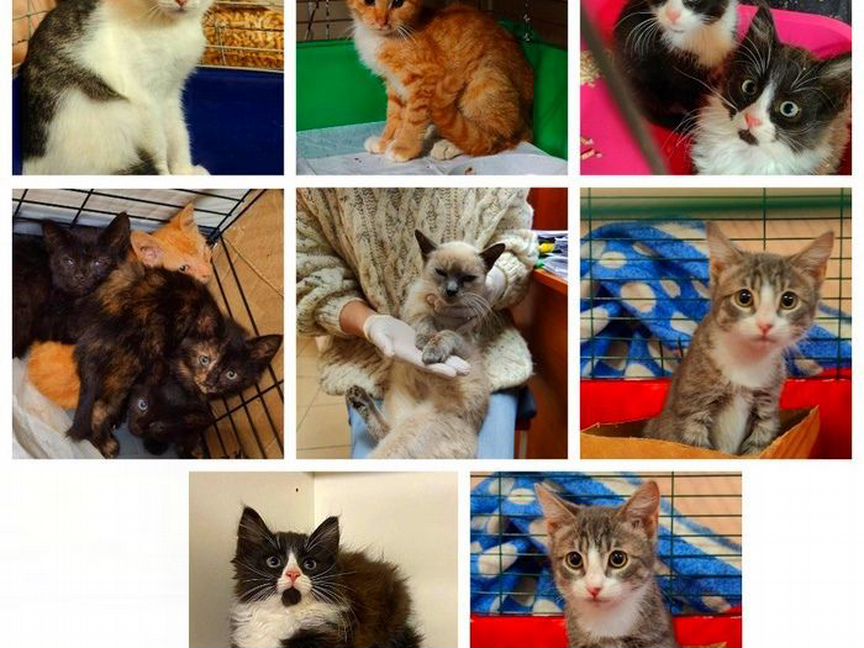 Завал подкинутых котят в клинике