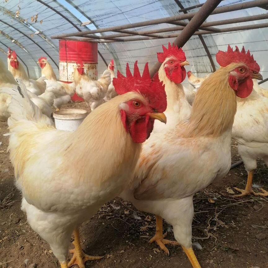 Молодые петушки