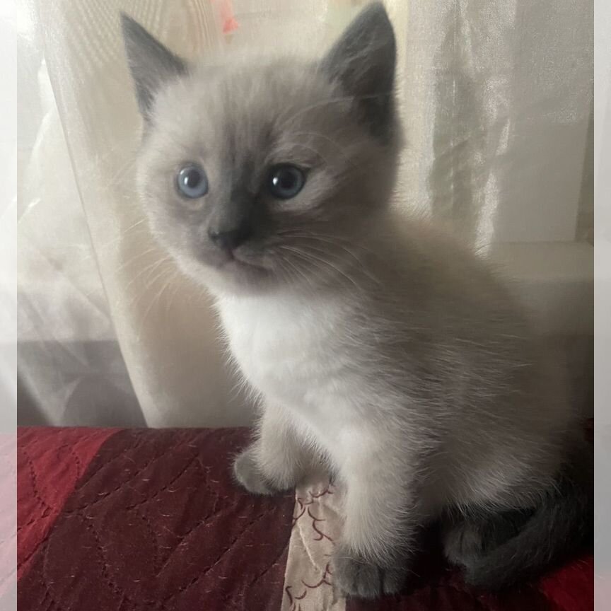 Британский короткошёрстный котёнок