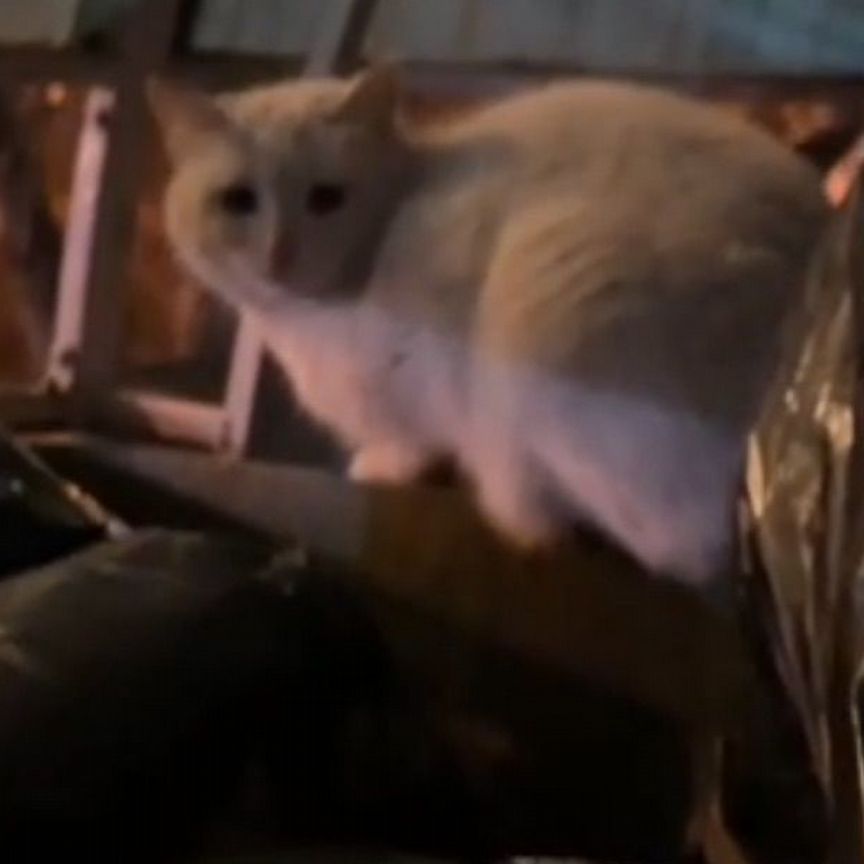 Взрослая кошка в добрые руки