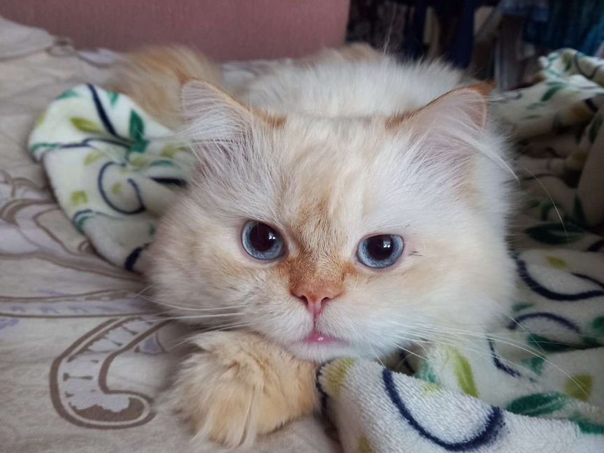 Кот породы Рег долл