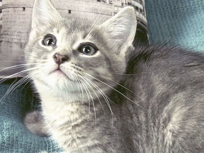 Котенок (мальчик, 2 мес.) в добрые руки