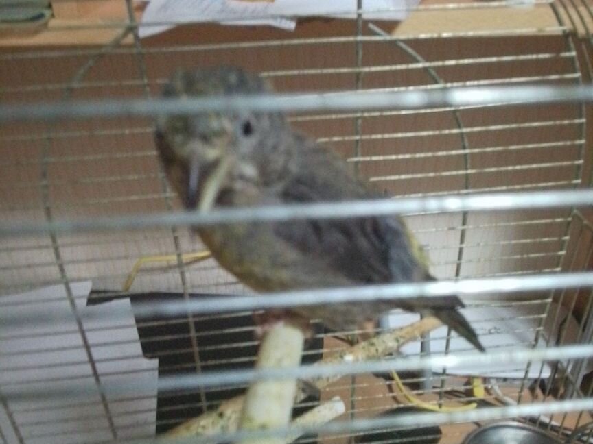 Птица клёст