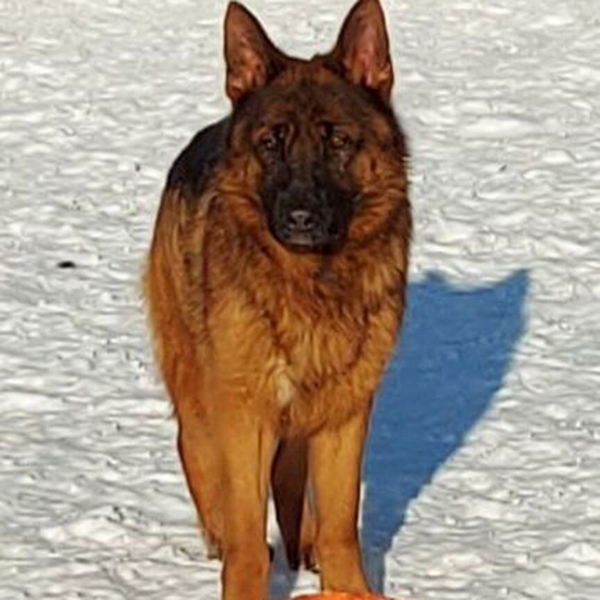 Немецкая овчарка