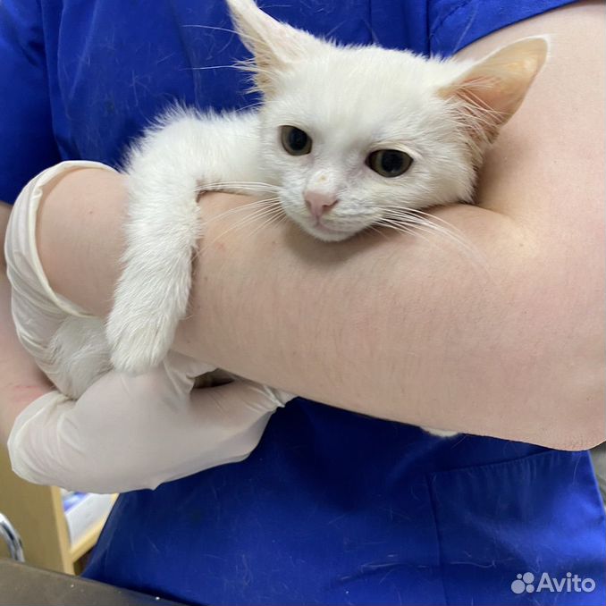 Котёнок Беляшек