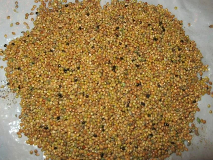 Корм для попугаев