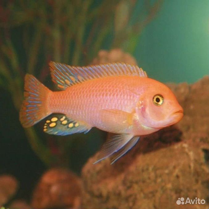 Красная цихлида зебра, maylandia estherae, рыбка