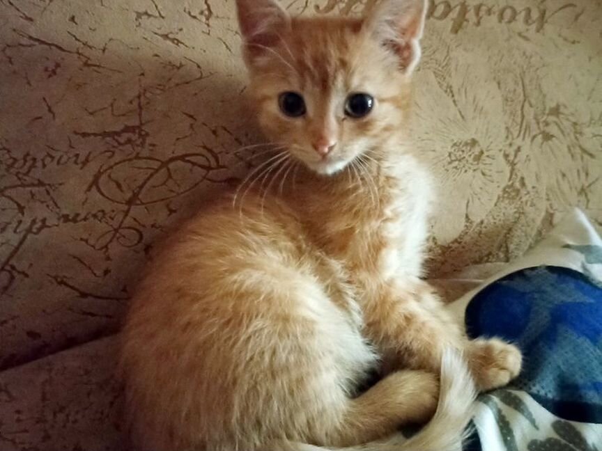 Рыжий котёнок ищет семью