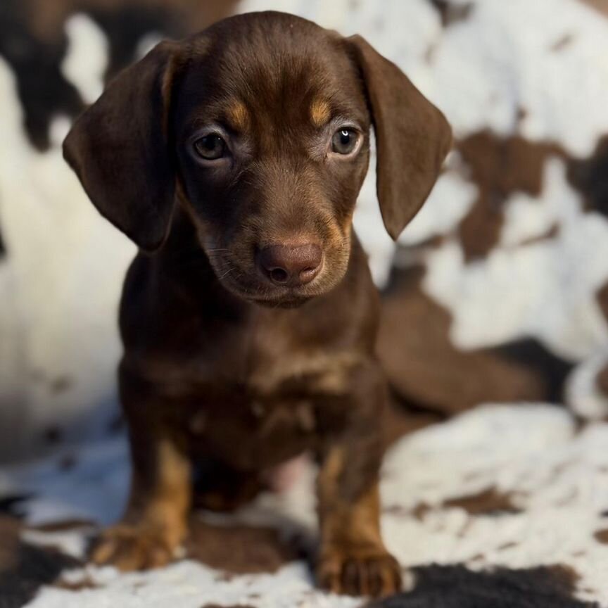 Карликовая такса, щенок