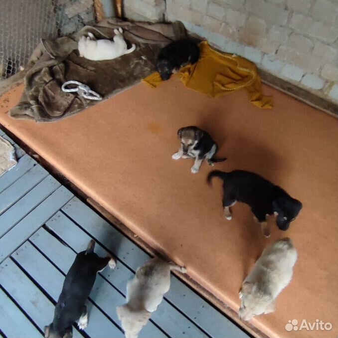 Щенята-малыши в добрые руки