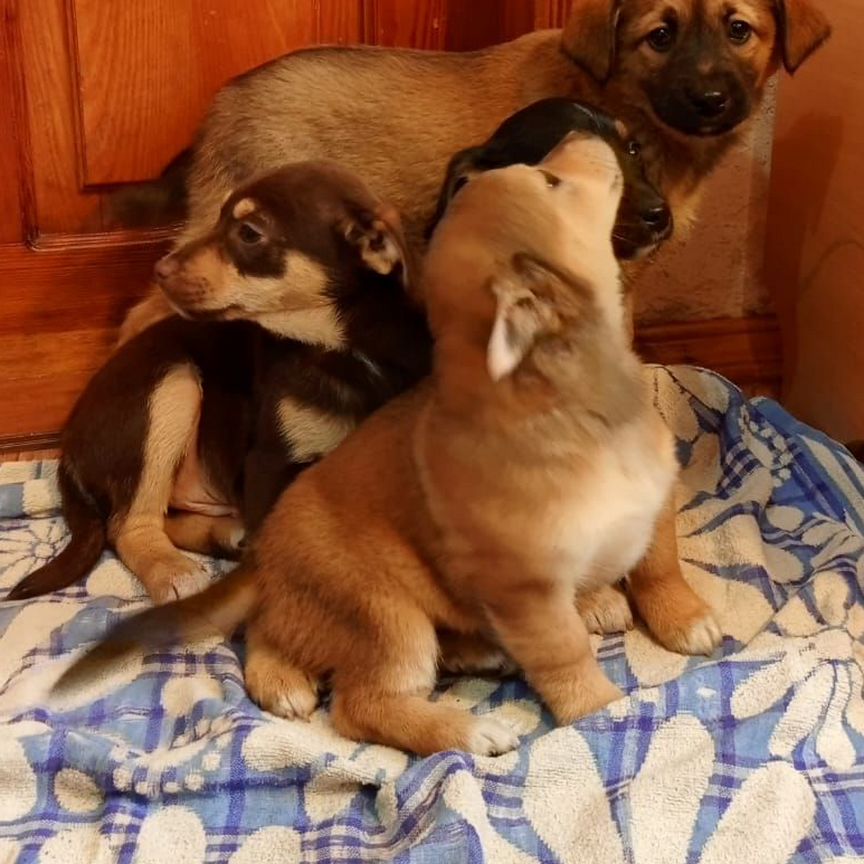 Щенки в добрые руки