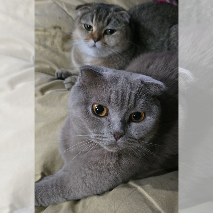 Шотланская вислоухая кошка