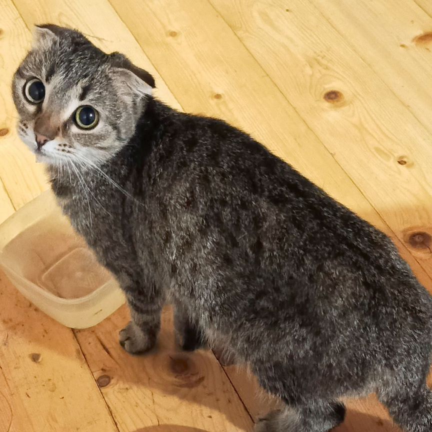 Котёнок