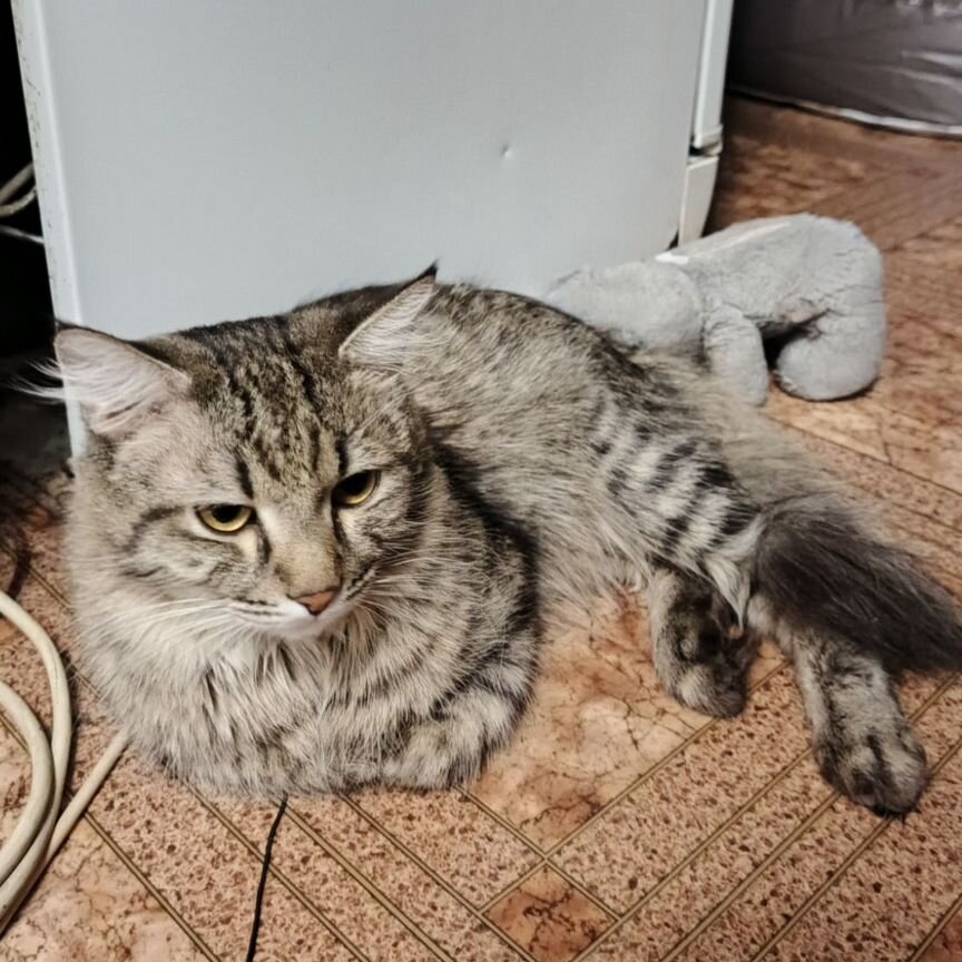 Сибирский, взрослый кот