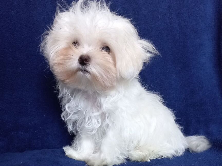 Мальтийская болонка мини мальчик