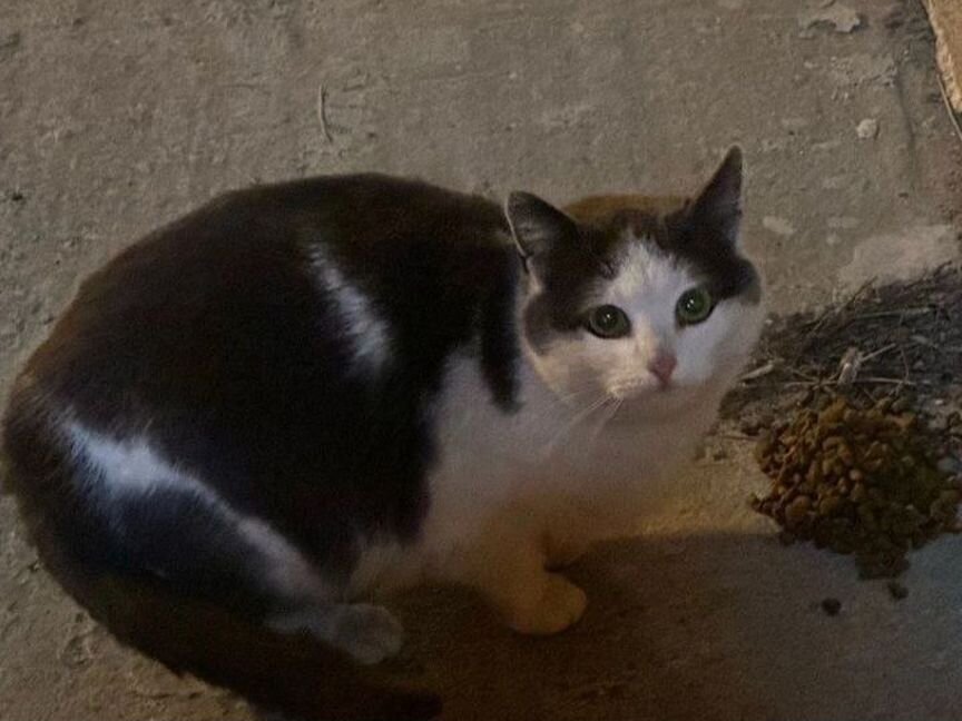 Кошечка в добрые руки