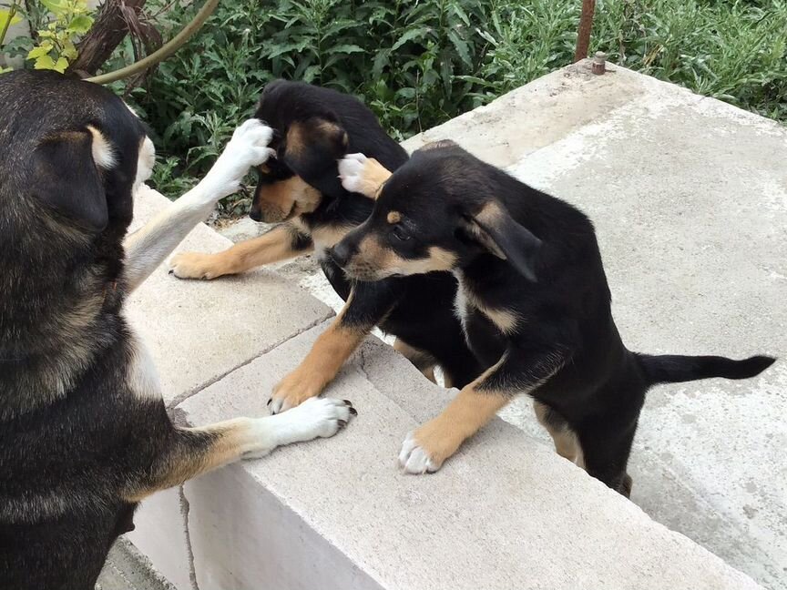 Щенки в добрые руки отдам бесплатно