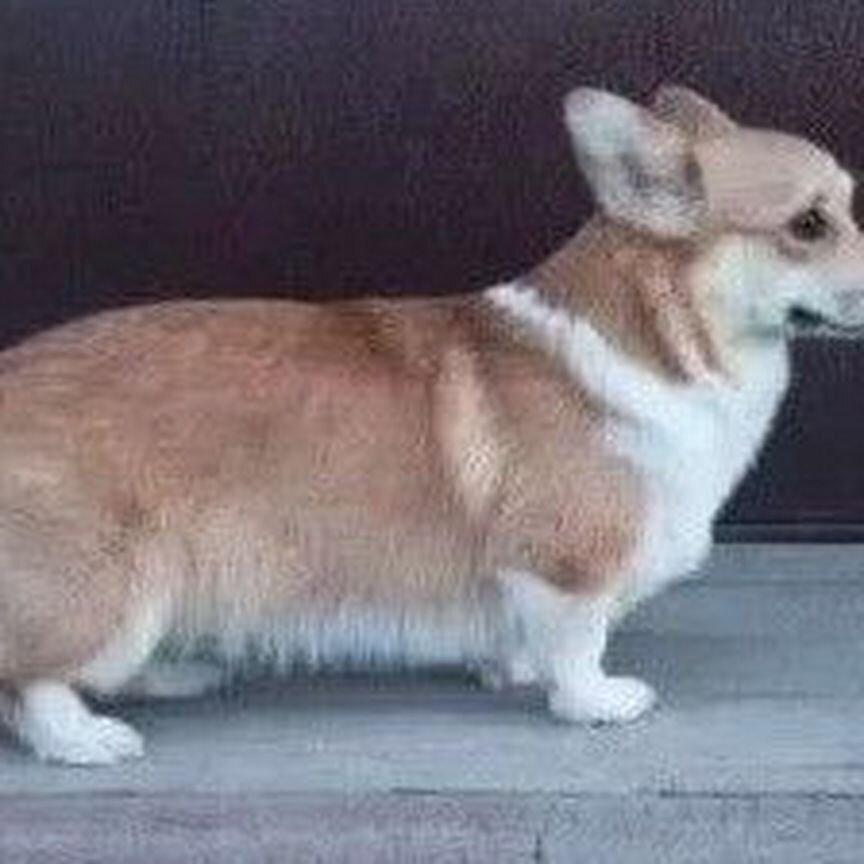 Вельш Корги Кардиган, взрослая собака