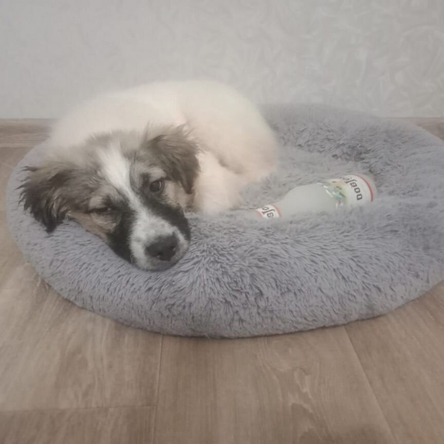 Щенок 4 мес девочка