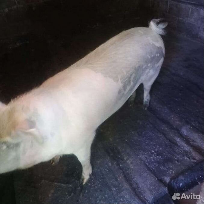 Свини скот к р с