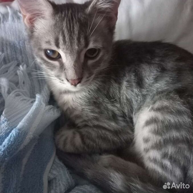 Котяенок в добрые руки